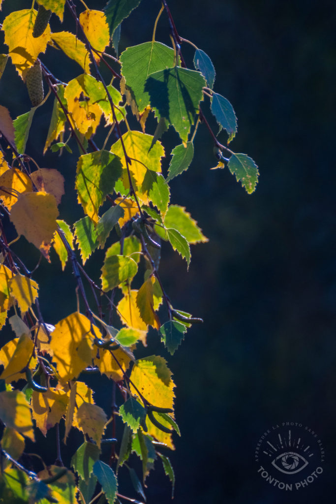 Un exercice de 15 min pour vous aider à progresser en photo – Tonton Photo